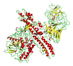 Uses of Botulinum Toxin and Botulinum Toxin Testing - Pacific BioLabs