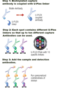 MSD Multiplexing - Pacific BioLabs